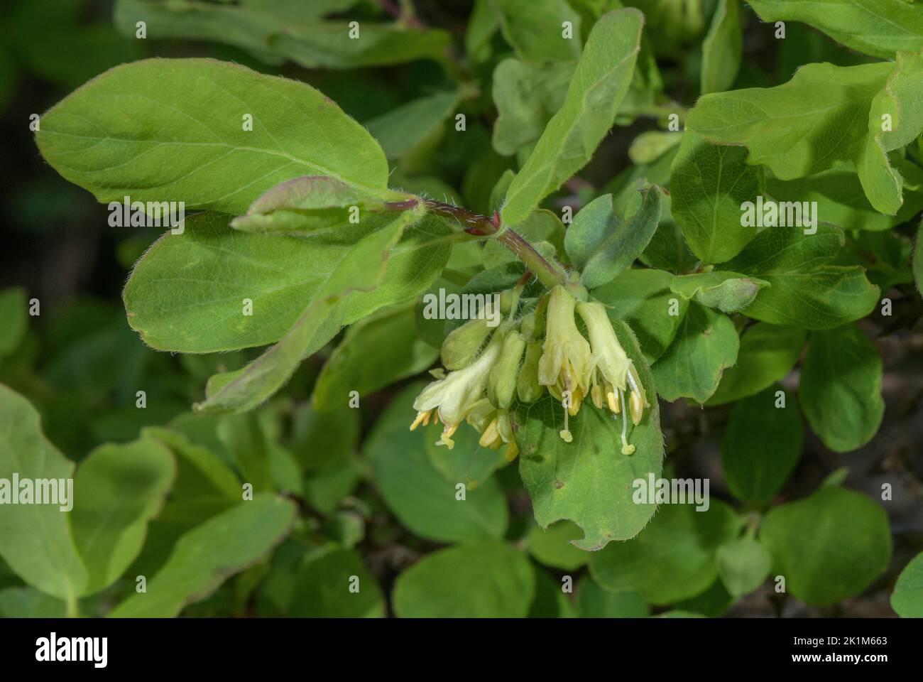 Blue honeysuckle, Lonicera caerulea, in flower, Alps Stock Photo - Alamy