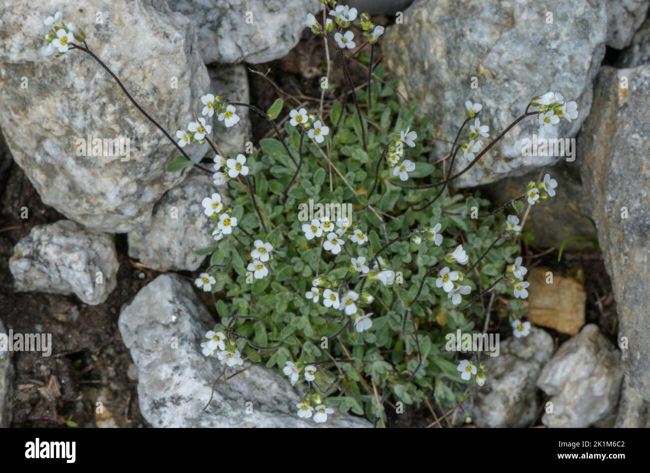 Austrian whitlow grass hi-res stock photography and images - Alamy