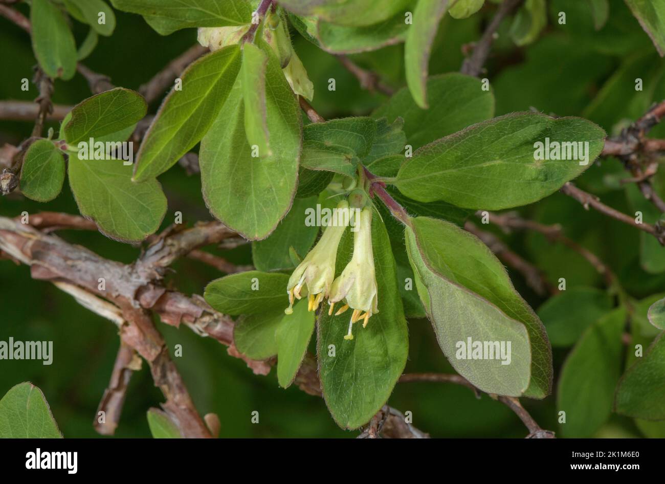 Blue honeysuckle, Lonicera caerulea, in flower, Alps Stock Photo - Alamy