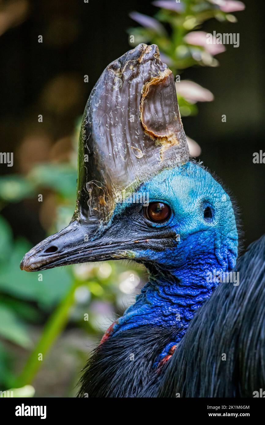 Close-up of a cassowary, with its large bony crest, and its beautiful ...