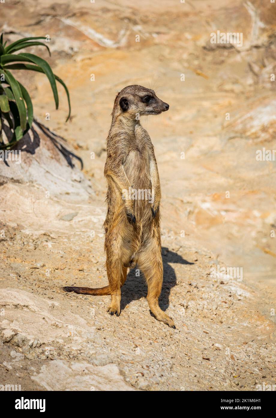 A small meerkat on alert, standing on its hind legs to see the presence ...
