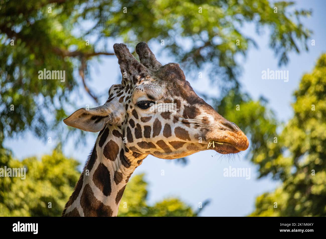 Close-up of a Giraffe's head, in profile, while eating grass. The coat ...