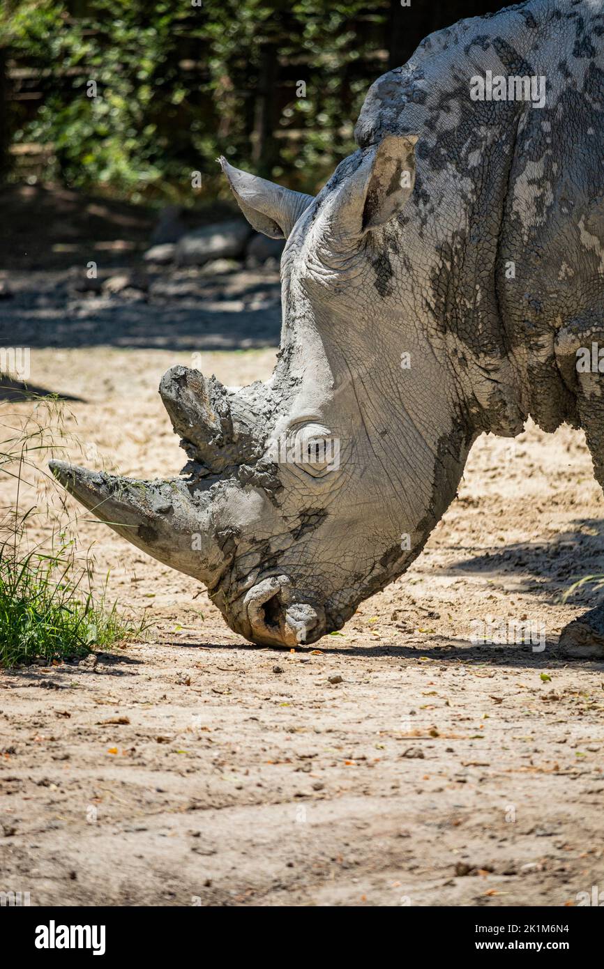 A large gray rhino sniffs the ground for food, its thick wrinkled skin ...