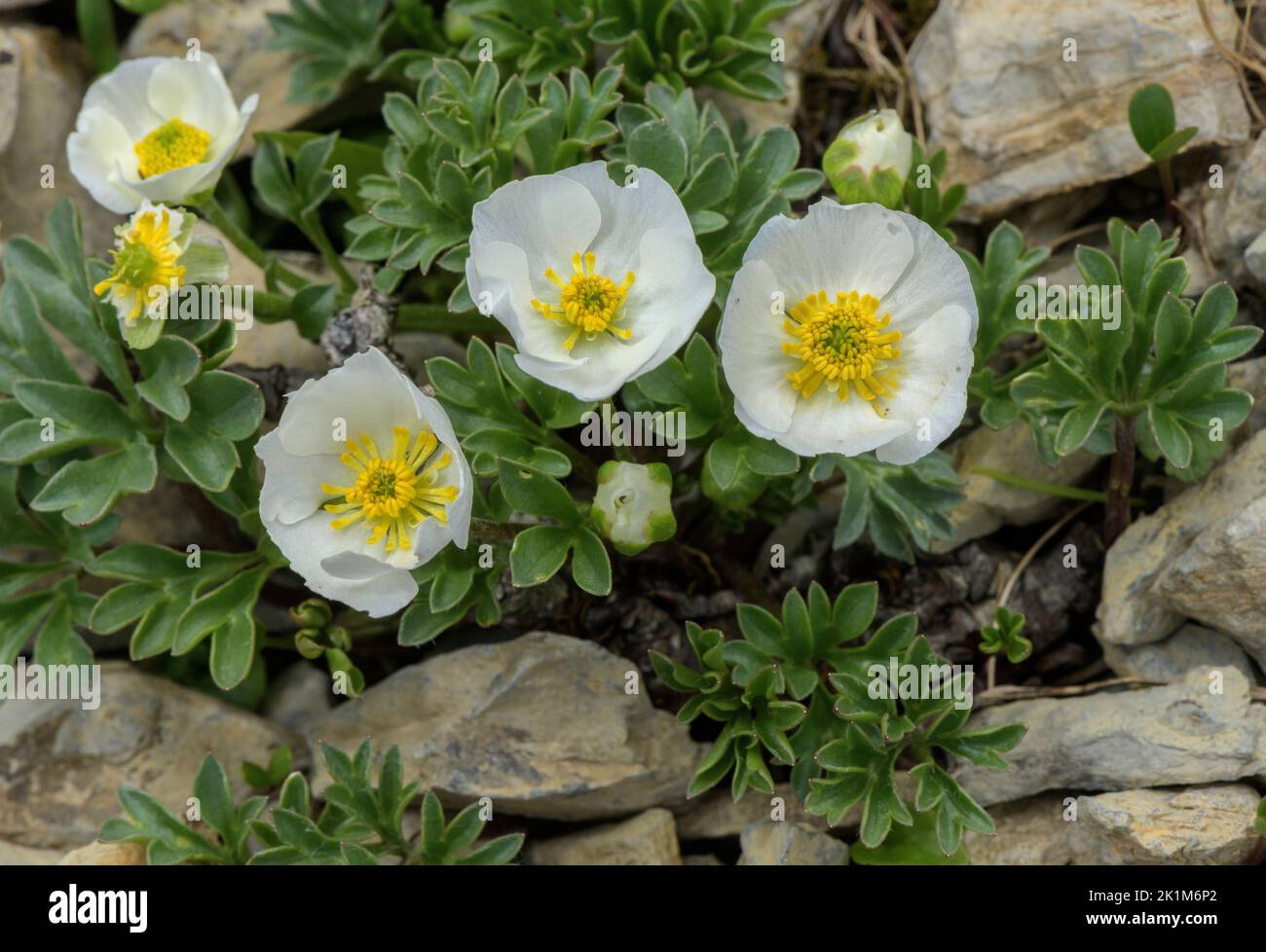 Seguier’s buttercup, Ranunculus seguieri on limestone scree Stock Photo ...