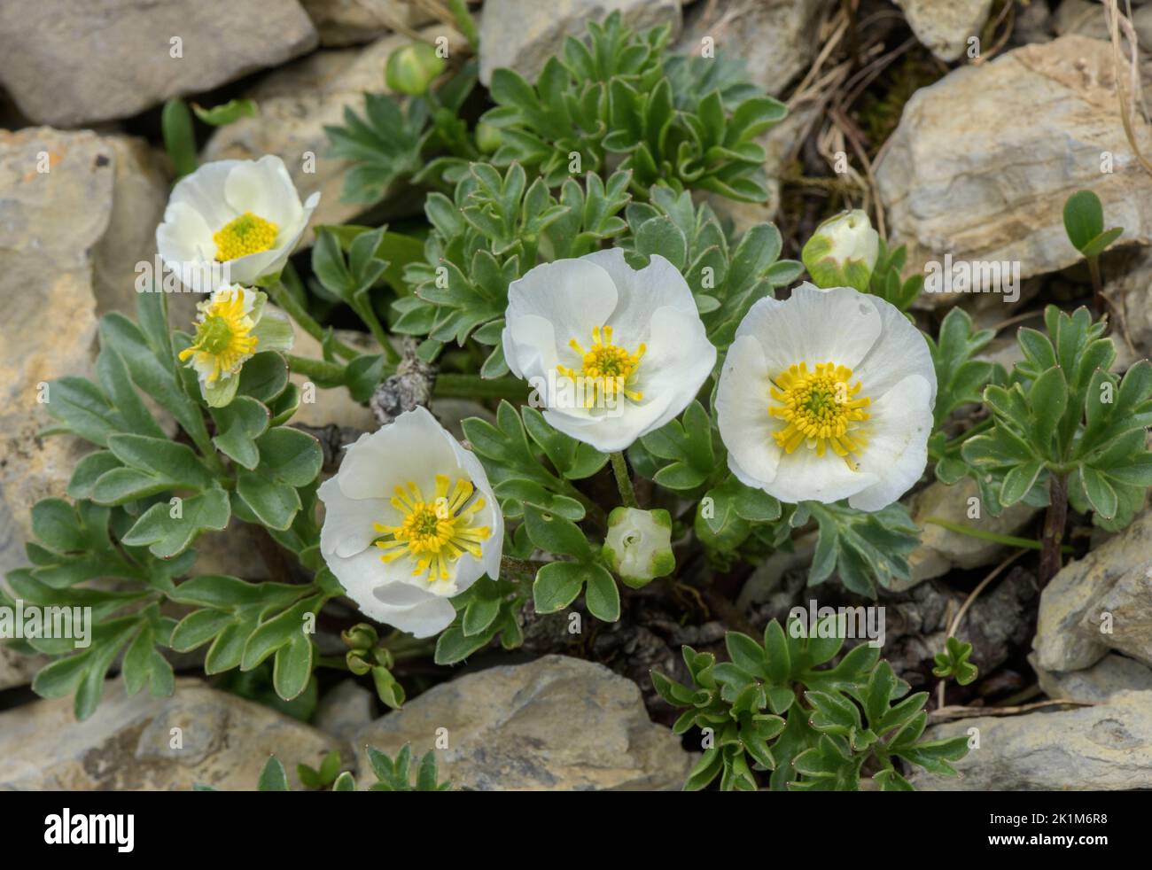 Seguier’s buttercup, Ranunculus seguieri on limestone scree Stock Photo ...