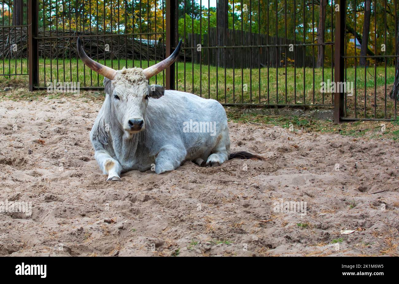 Silvery-white Hungarian Grey, also known as the Hungarian Grey Steppe ...