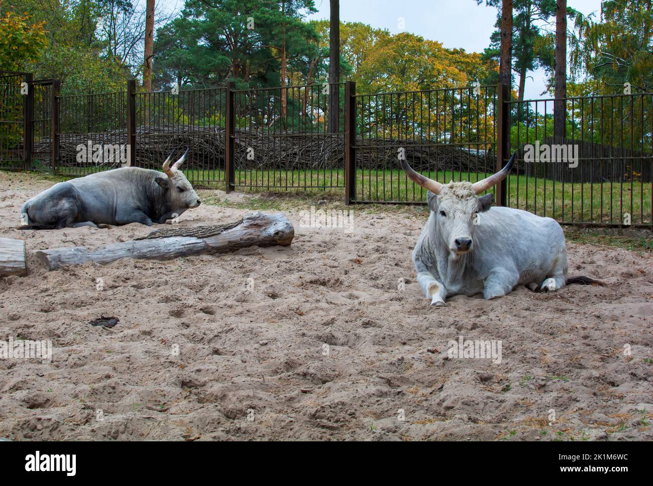 Silvery-white Hungarian Grey, also known as the Hungarian Grey Steppe ...