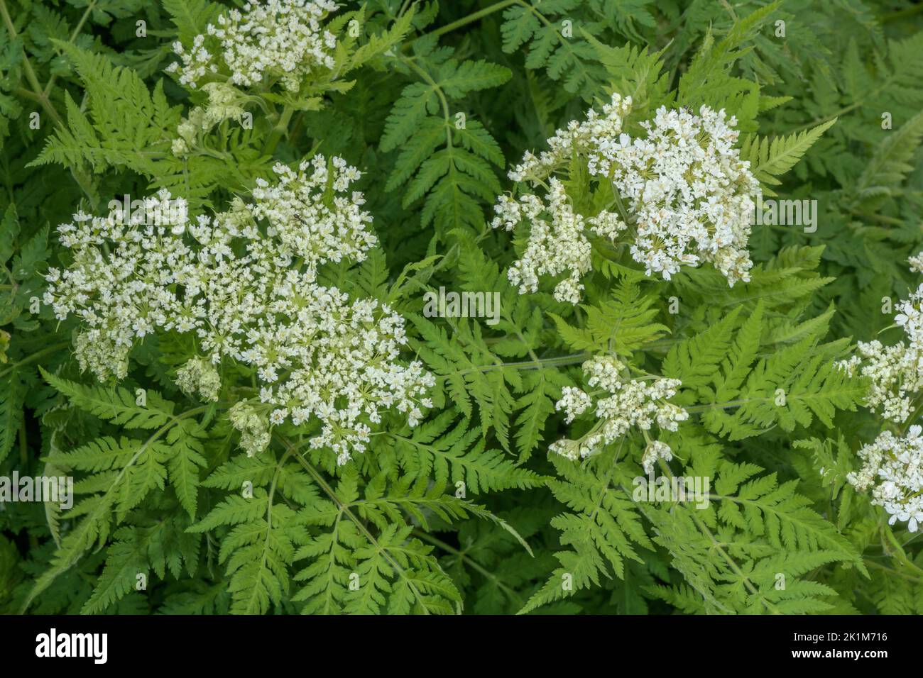 Sweet cicely, Myrrhis odorata, in flower Stock Photo - Alamy