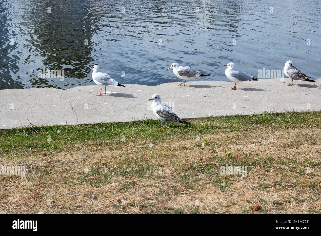 Seagulls on the concrete parapet of the embankment Stock Photo - Alamy