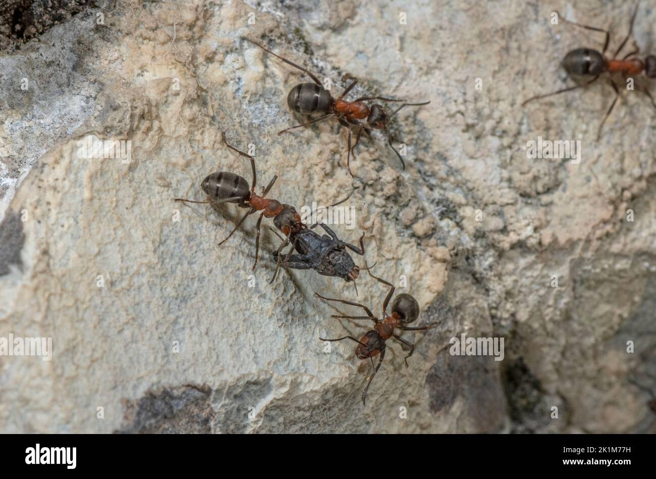 Southern Wood Ant, Formica rufa, carrying prey Stock Photo - Alamy