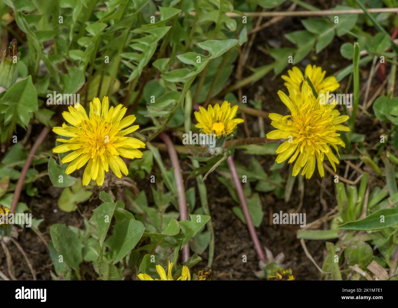 An alpine dandelion, Taraxacum aquilonare in the Swiss Alps Stock Photo ...