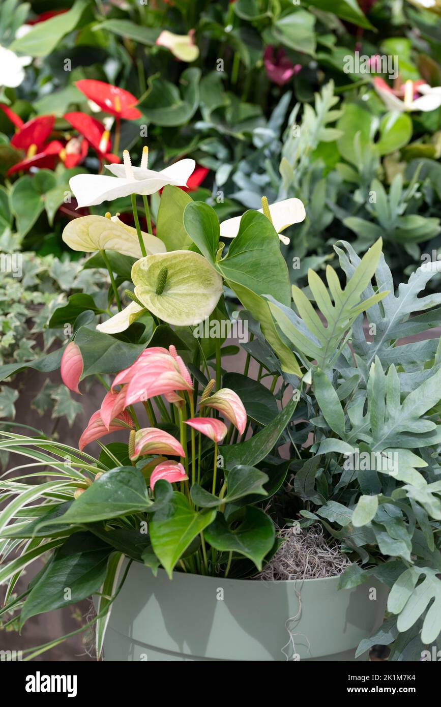 Fern planter hi-res stock photography and images - Alamy