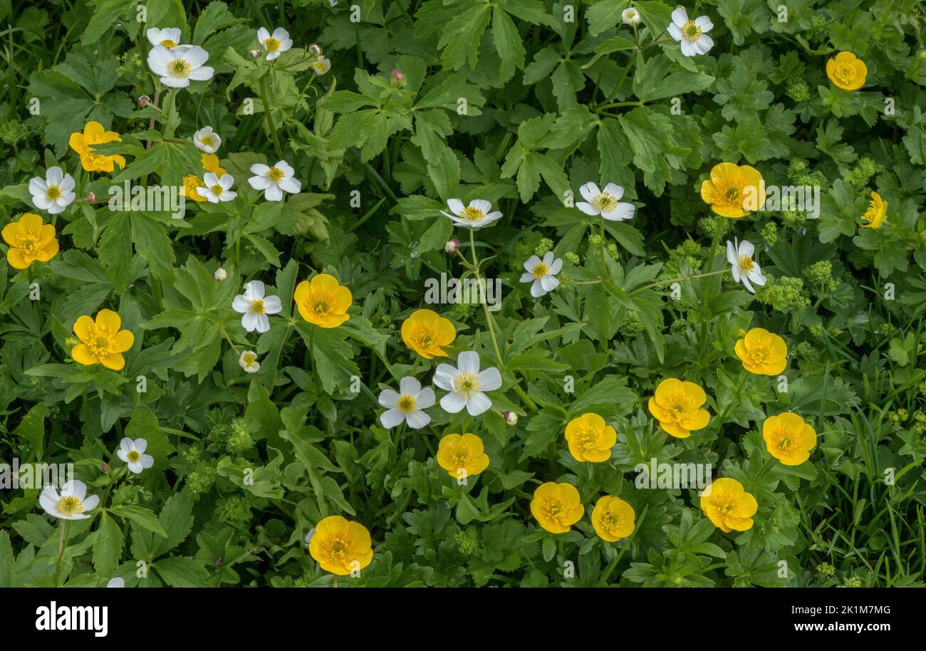 Alpine meadows full of Aconite-leaved buttercup, Ranunculus ...