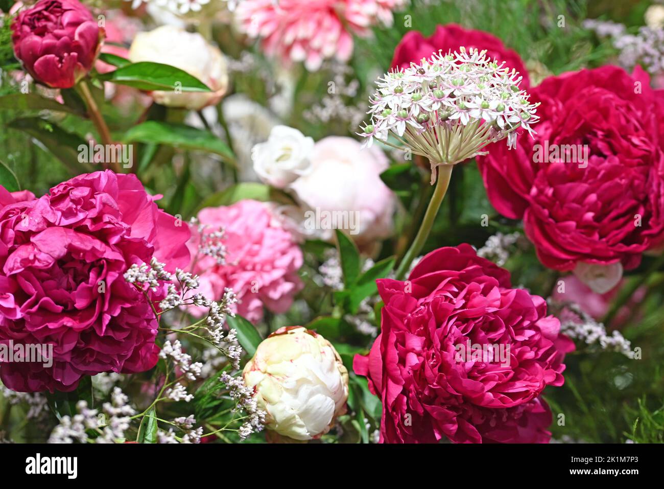 Red peony rose bouquet with Gypsophilla and green Stock Photo - Alamy