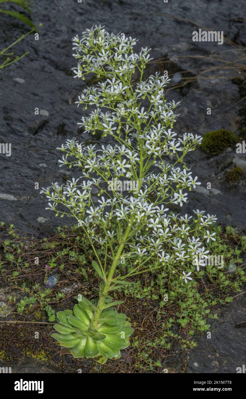 Pyramidal saxifrage, Saxifraga cotyledon in flower on acid rock cliff ...