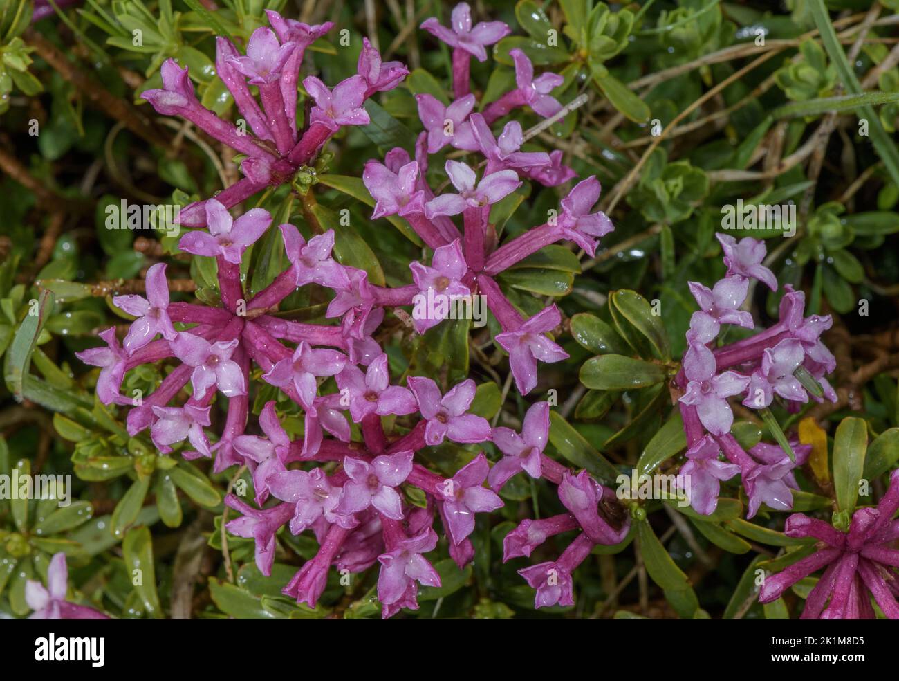 Striated Mezereon, Daphne striata in flower in alpine turf, Swiss Alps ...