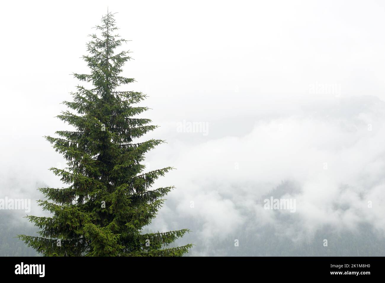 Big spruce against backdrop hi-res stock photography and images - Alamy