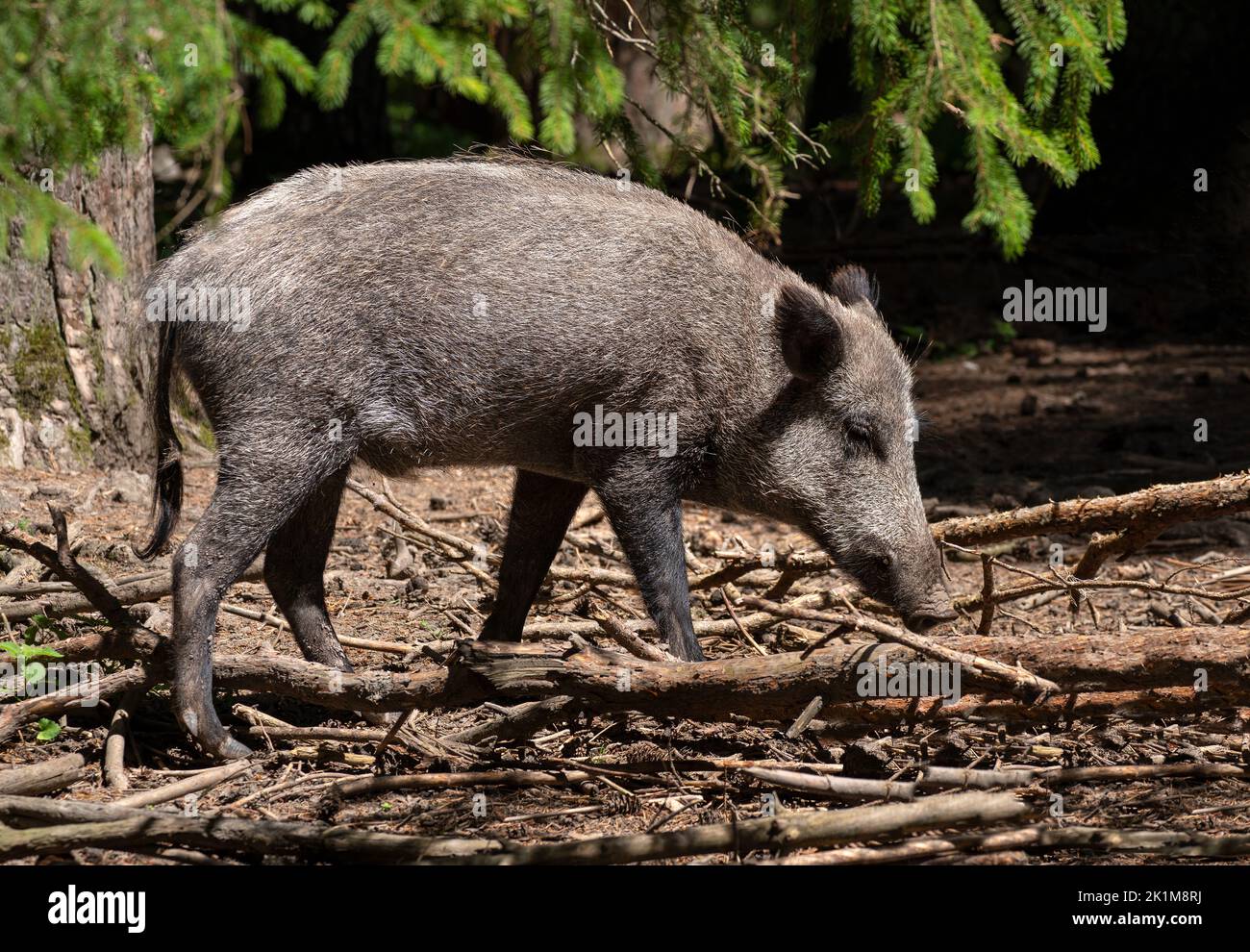 Wild boar in close-up side view amidst old lying branches Stock Photo ...