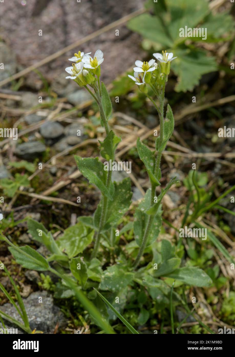 Alpine rock cress arabis alpina blooming hi-res stock photography and ...