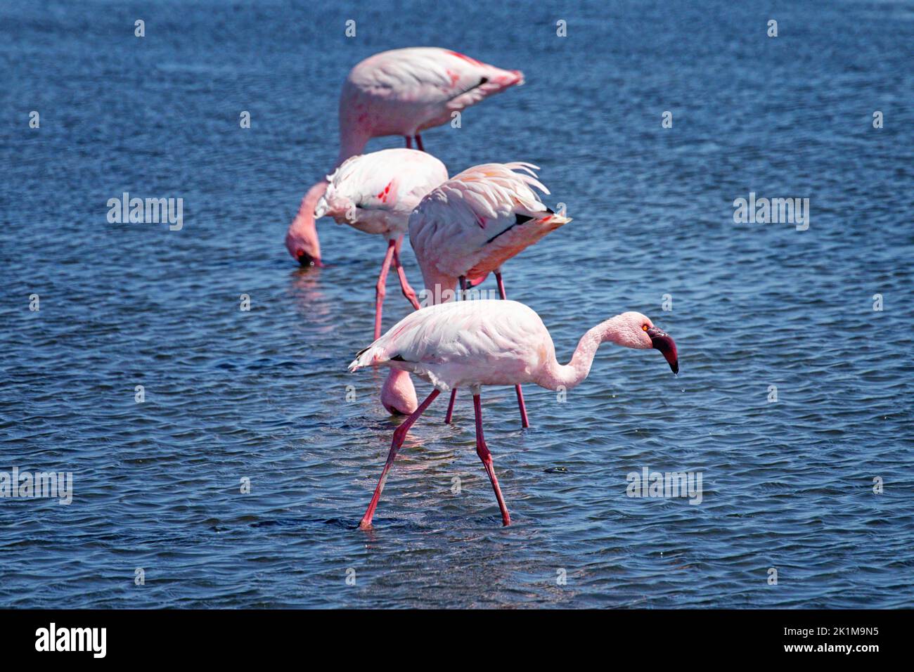 Flamingos in a row at Walvis Bay, Namibia Stock Photo - Alamy