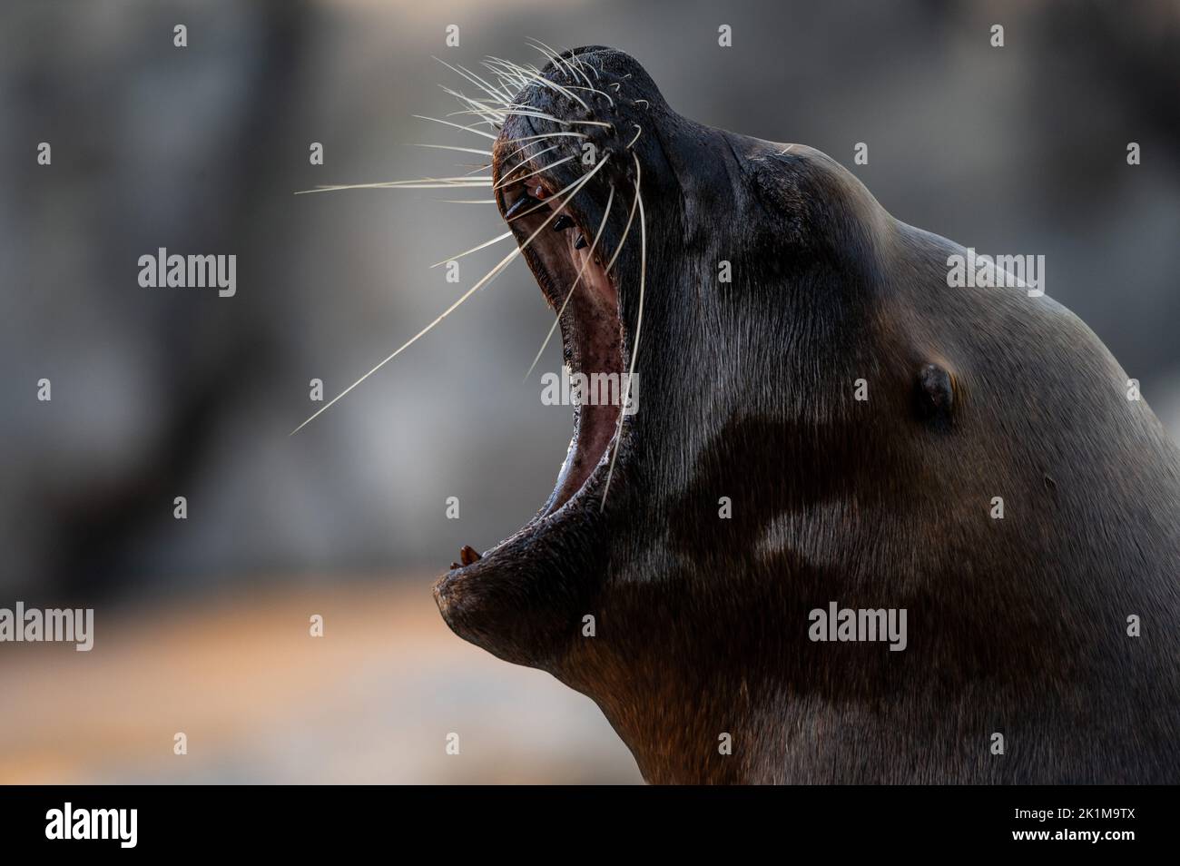 A sea lion with its mouth wide opened pictured in its enclosure at the ...