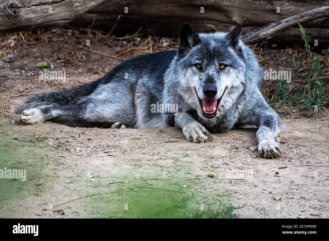A gray wolf pictured in its enclosure at the Madrid Zoo Stock Photo - Alamy