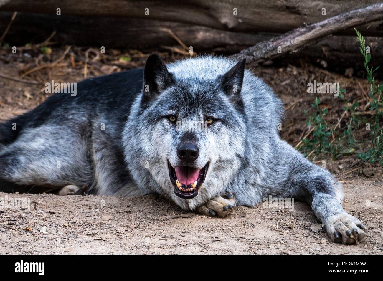 A gray wolf pictured in its enclosure at the Madrid Zoo Stock Photo - Alamy
