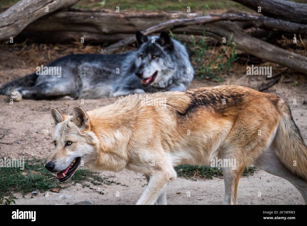 Gray wolves pictured in their enclosure at the Madrid Zoo Stock Photo ...