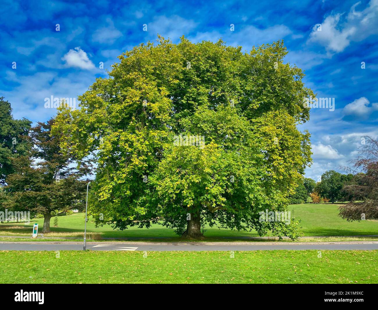 Tree at Phear Park in Exmouth Stock Photo - Alamy