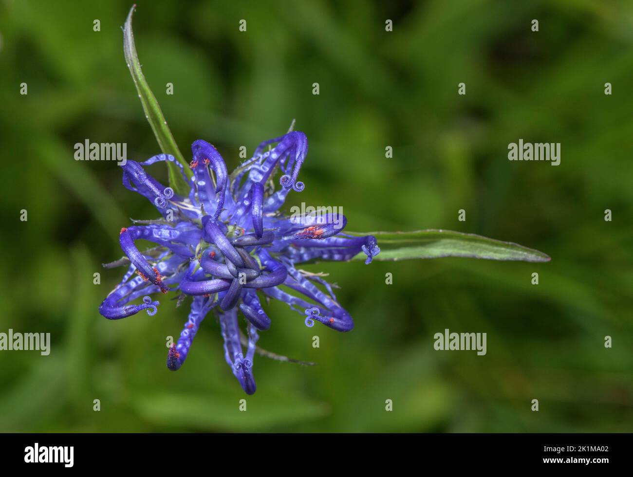 Round-headed rampion, Phyteuma orbiculare, in flower, covered with red ...