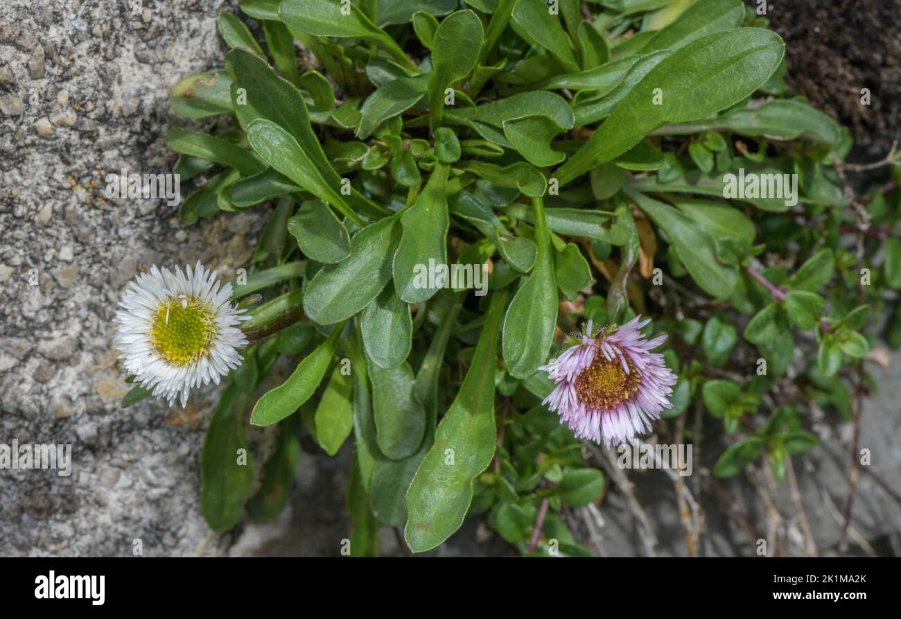 Variable fleabane hi-res stock photography and images - Alamy