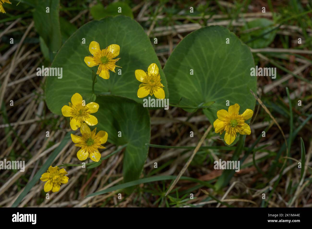 Thore's Buttercup, Ranunculus thora, in flower in limestone pasture ...