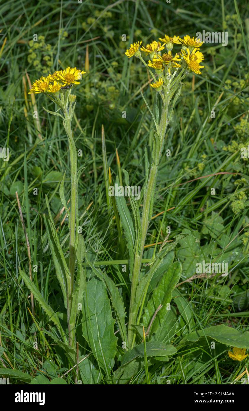 Tephroseris longifolia in limestone grassland, nr Mte Baldo Stock Photo ...