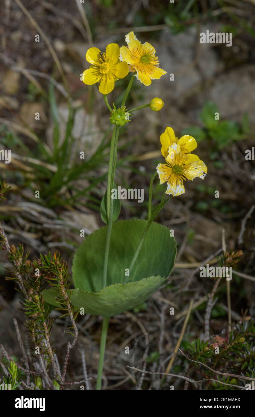 Thore's Buttercup, Ranunculus thora, in flower in limestone pasture ...