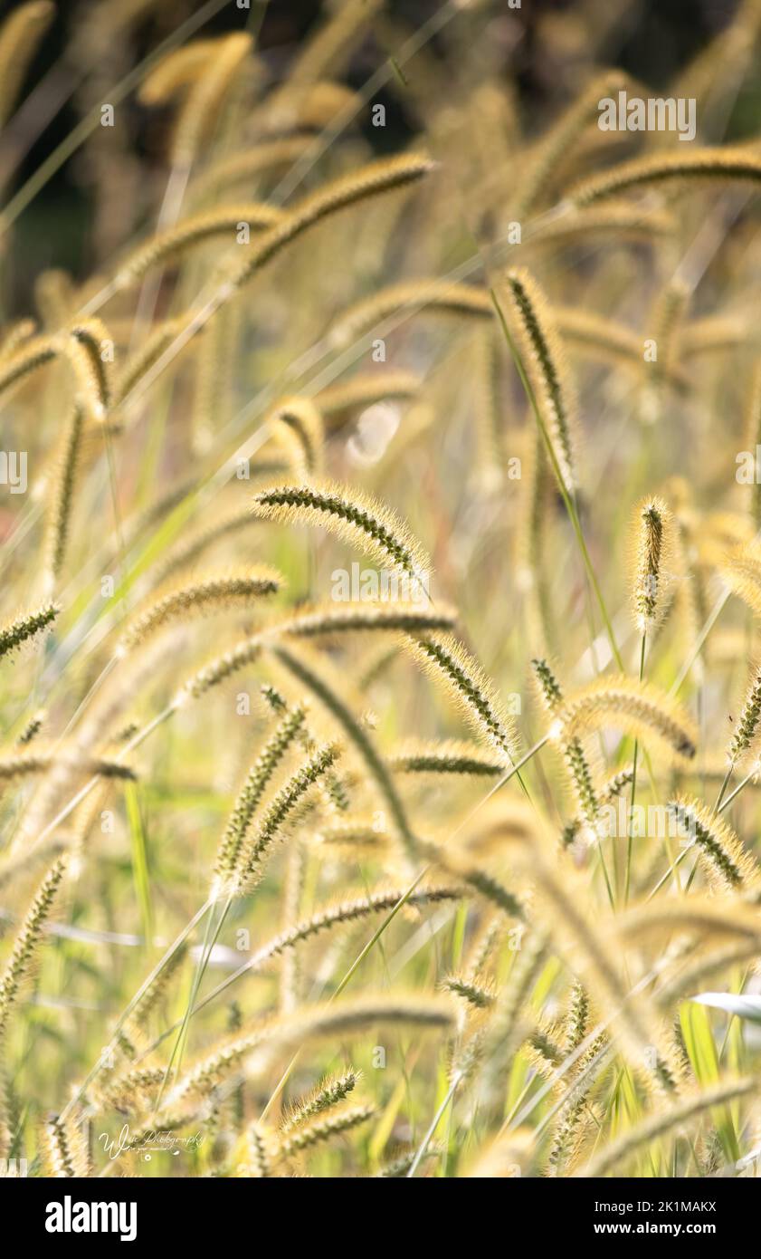 Grass seed heads hi-res stock photography and images - Alamy