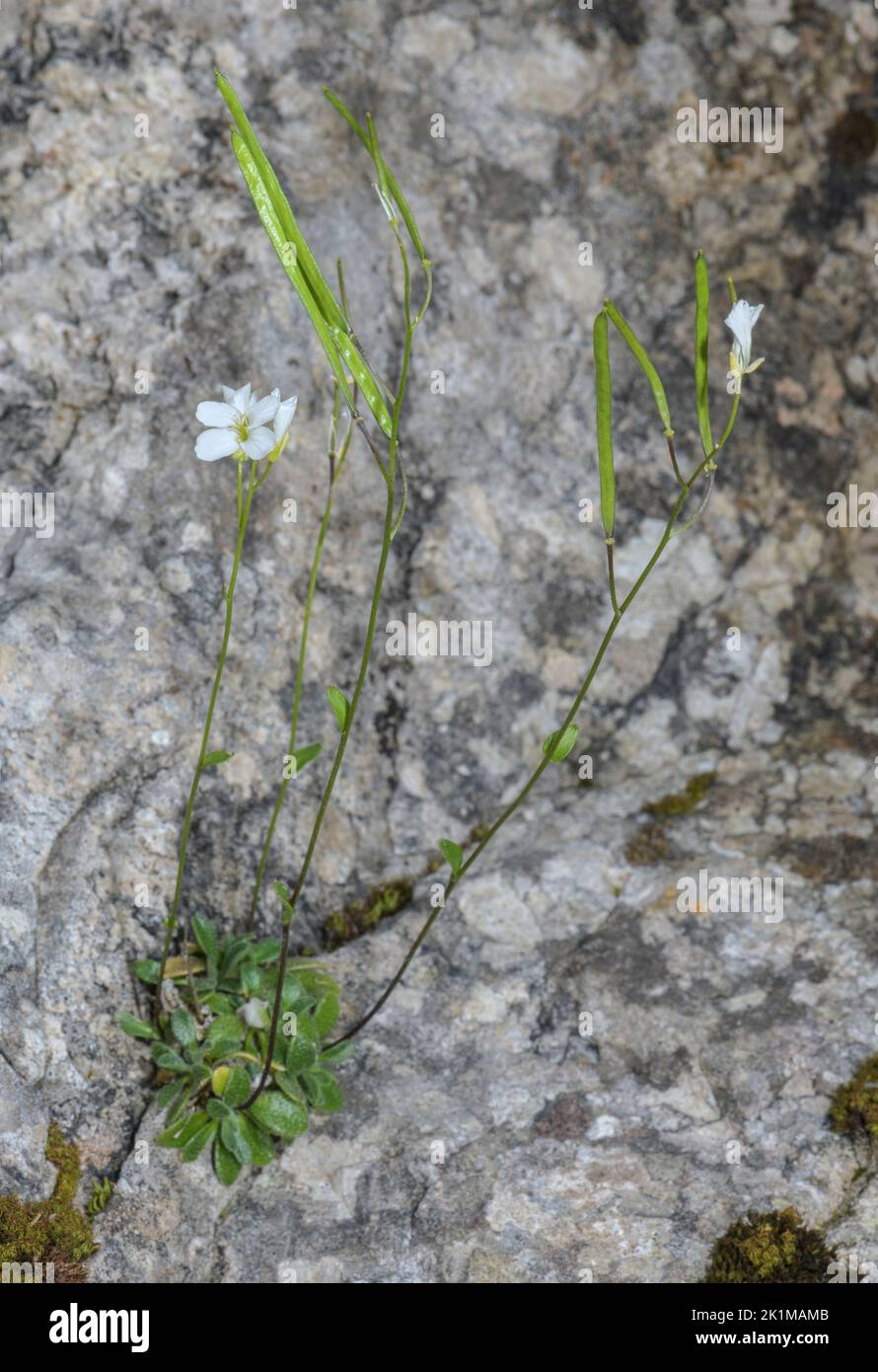 Dwarf Rockcress, Arabis bellidifolia, Arabis pumila in flower and seed ...