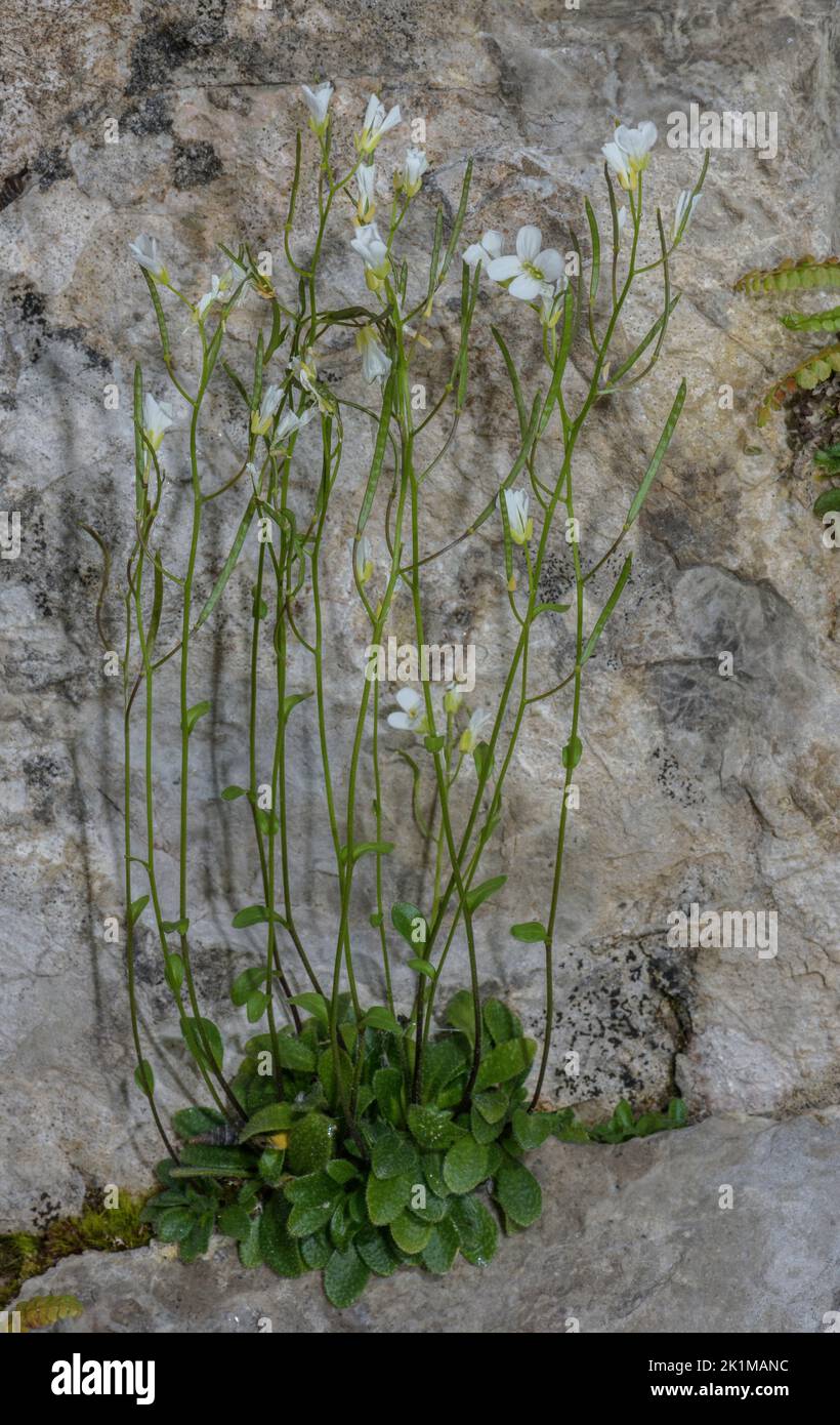 Dwarf Rockcress, Arabis bellidifolia, Arabis pumila in flower and seed ...