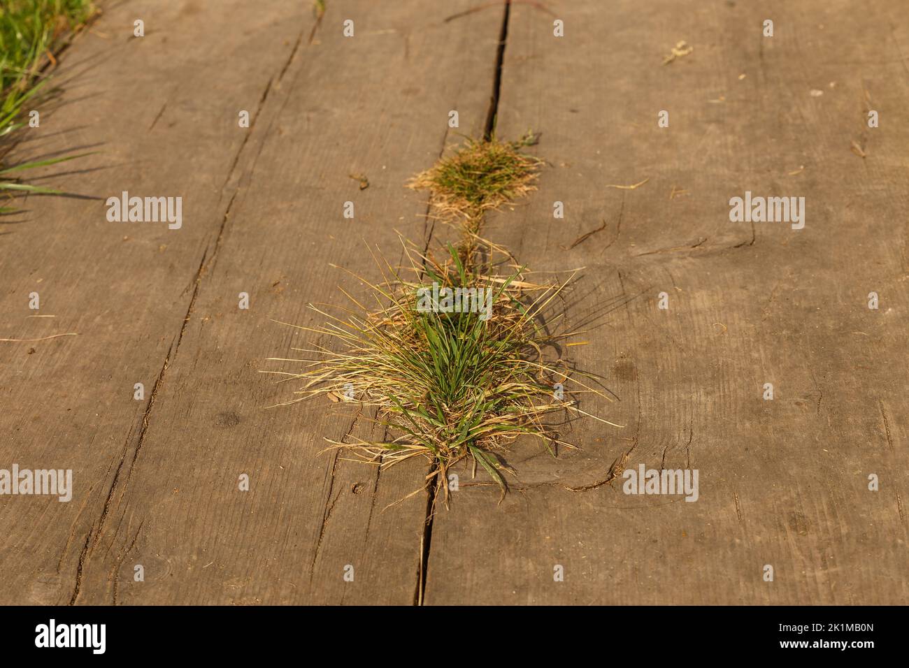 Grass grows from cracks in wooden sidewalks. Green grass breaks through ...