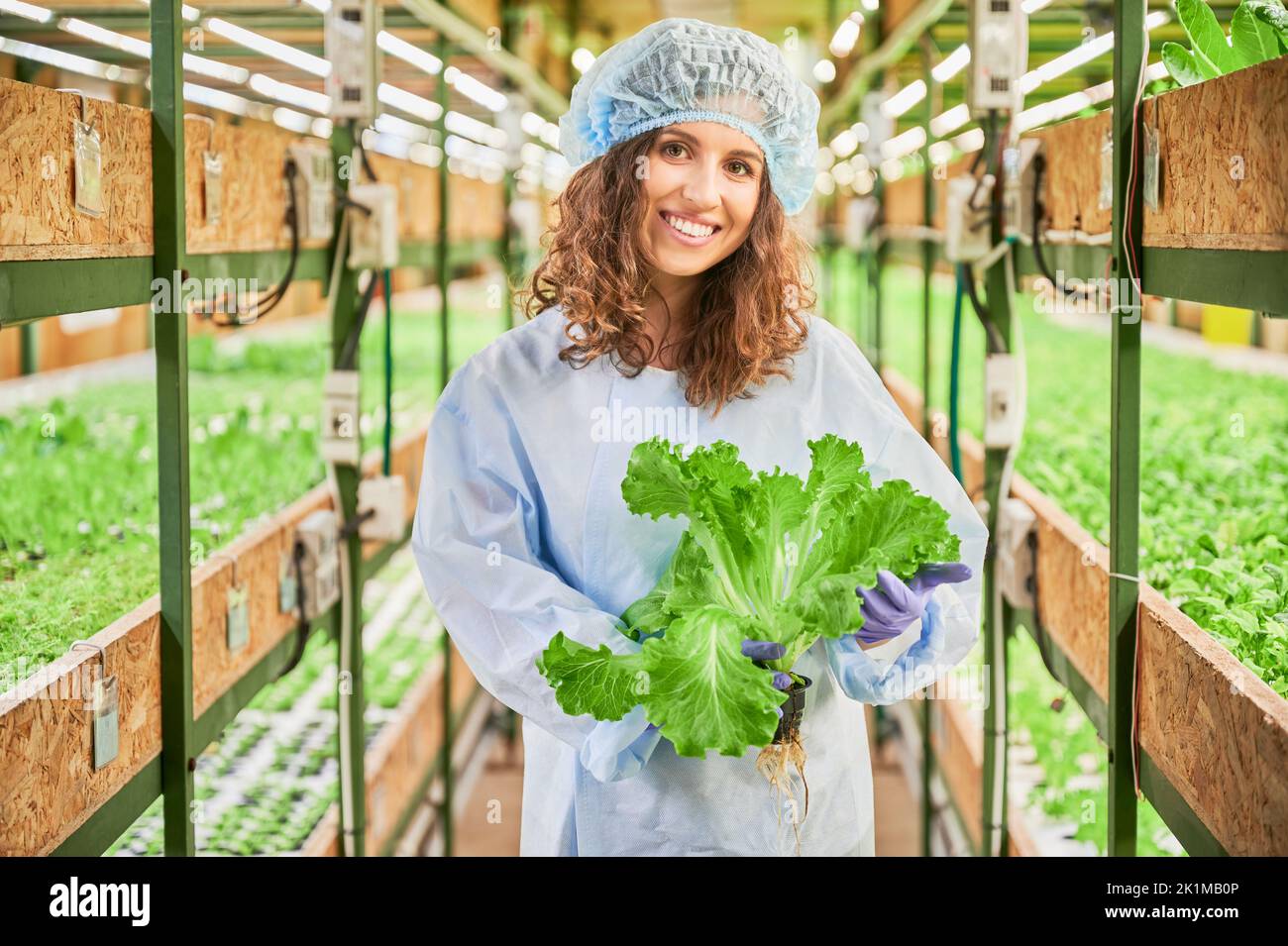 Joyful female gardener holding green lettuce in greenhouse, looking at ...