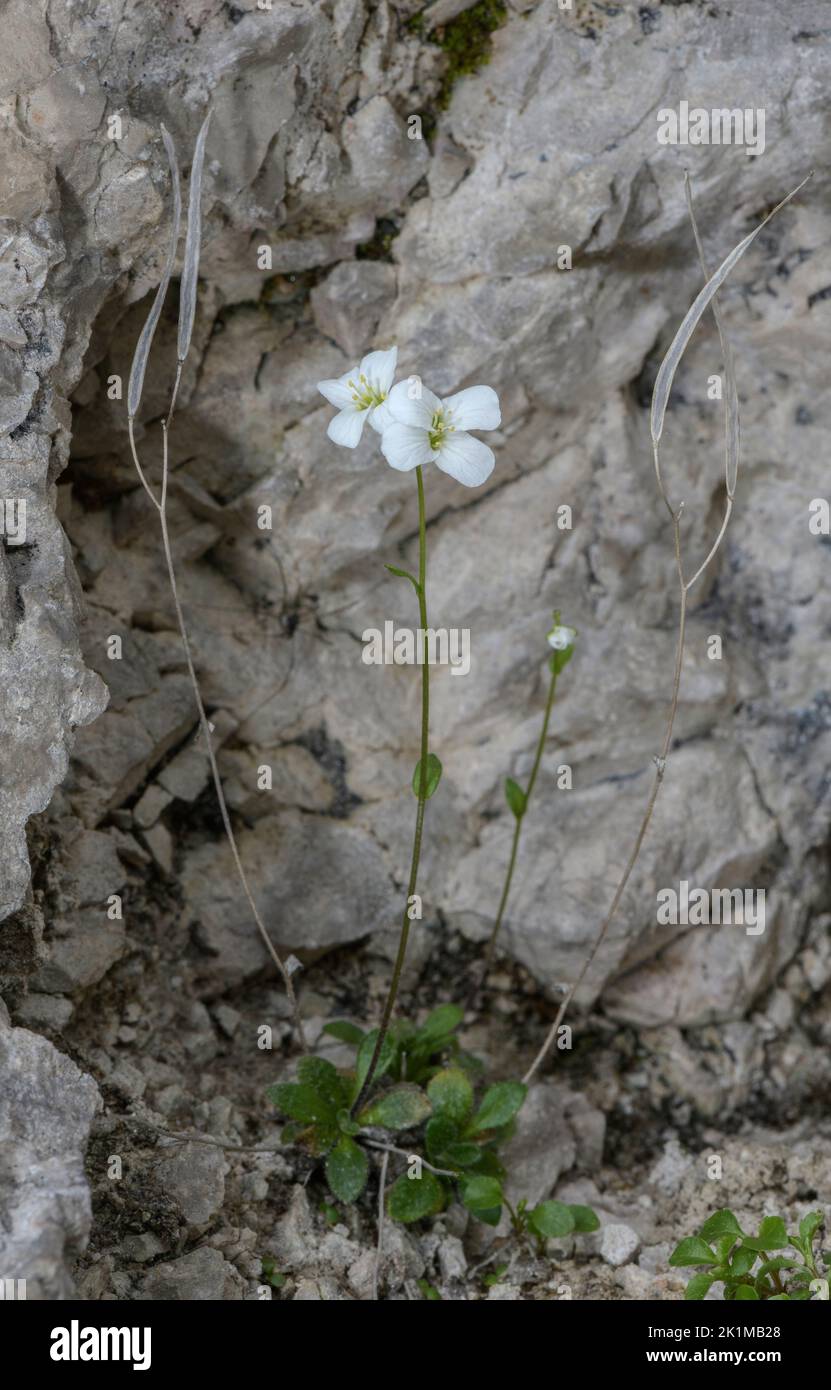 Dwarf Rockcress, Arabis bellidifolia, Arabis pumila in flower and seed ...
