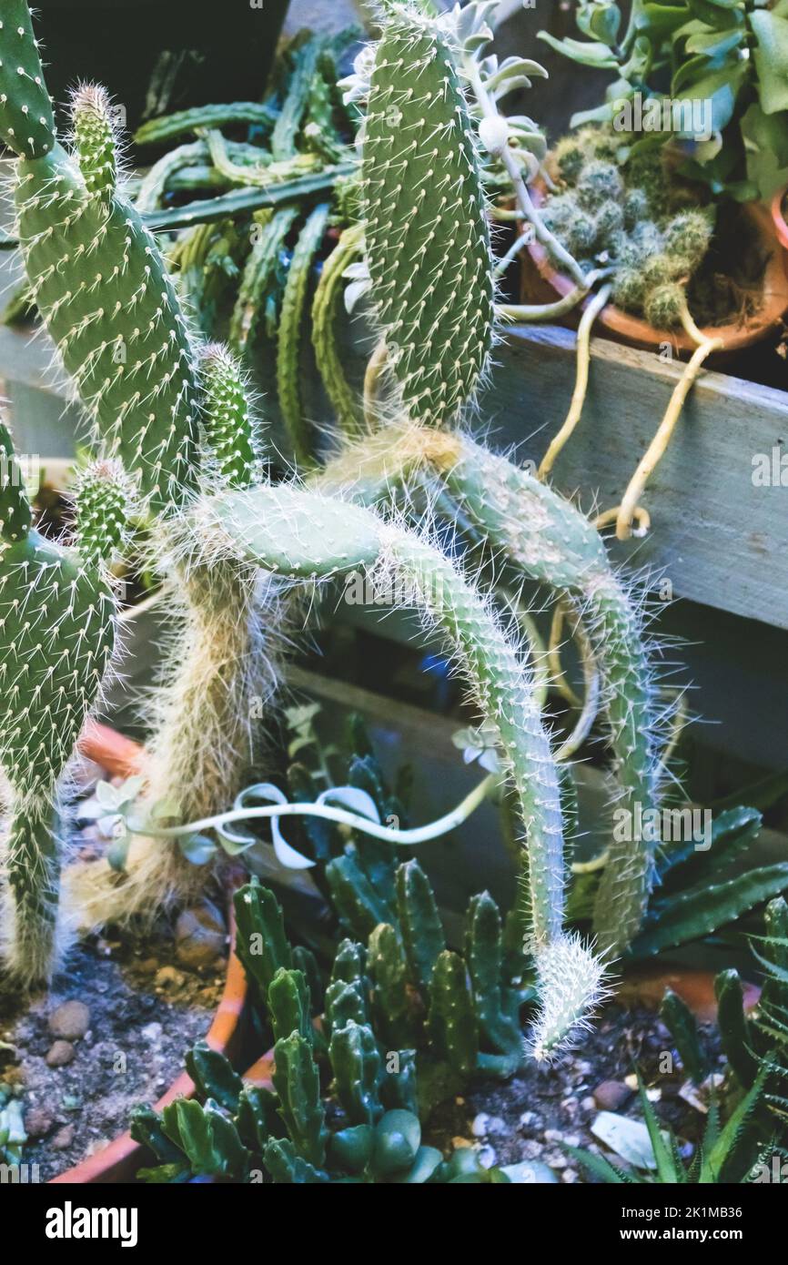 Garden with different cactuses. Concept of home growing plants ...