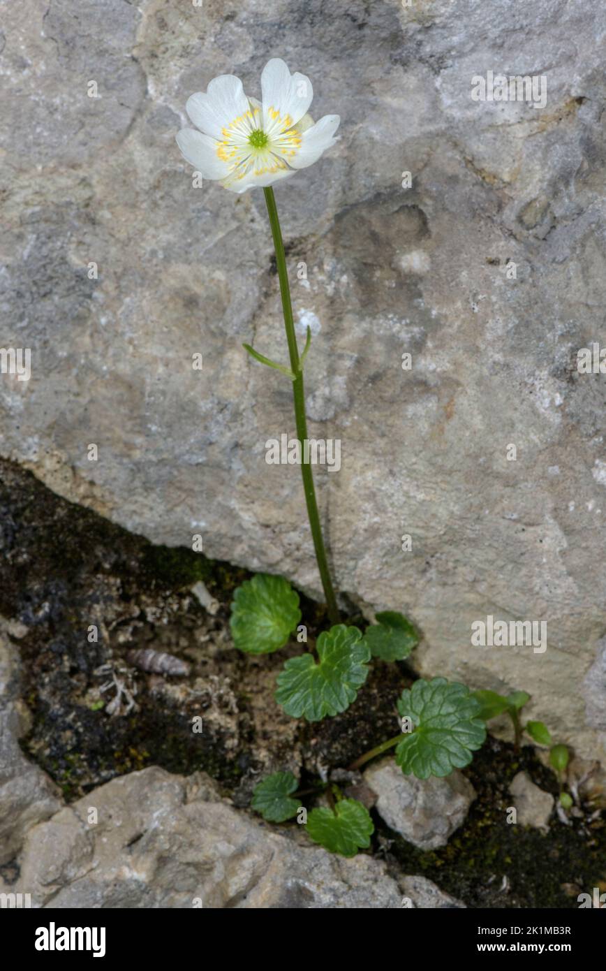 Bilobed buttercup hi-res stock photography and images - Alamy