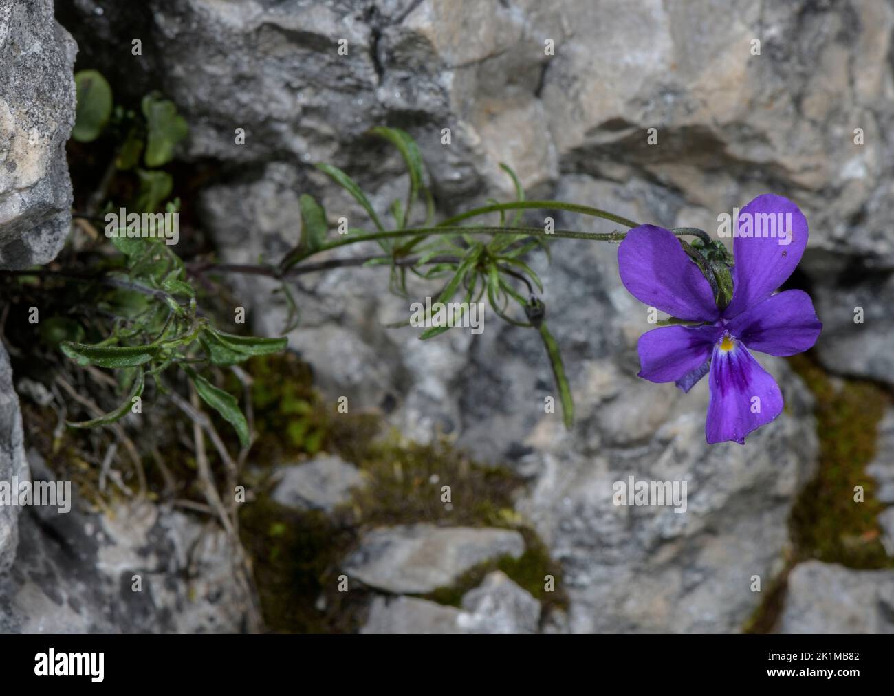 Dubys pansy hi-res stock photography and images - Alamy