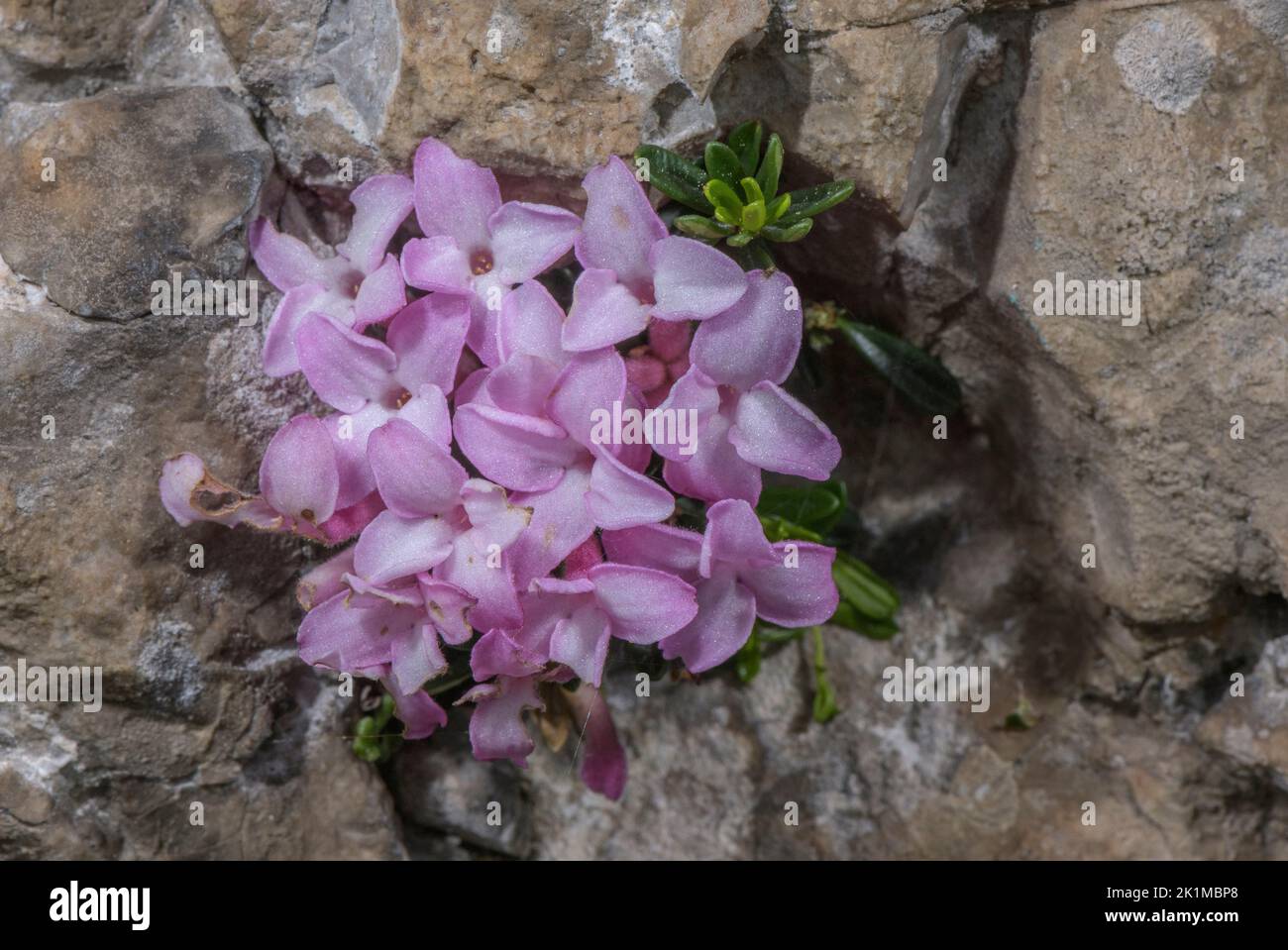 Rock mezereon hi-res stock photography and images - Alamy