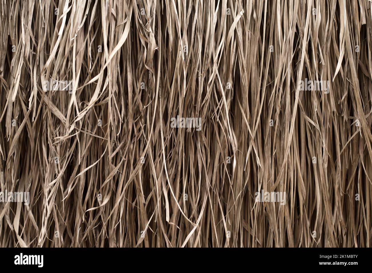 Straw texture. Tropic roof summer background Stock Photo - Alamy