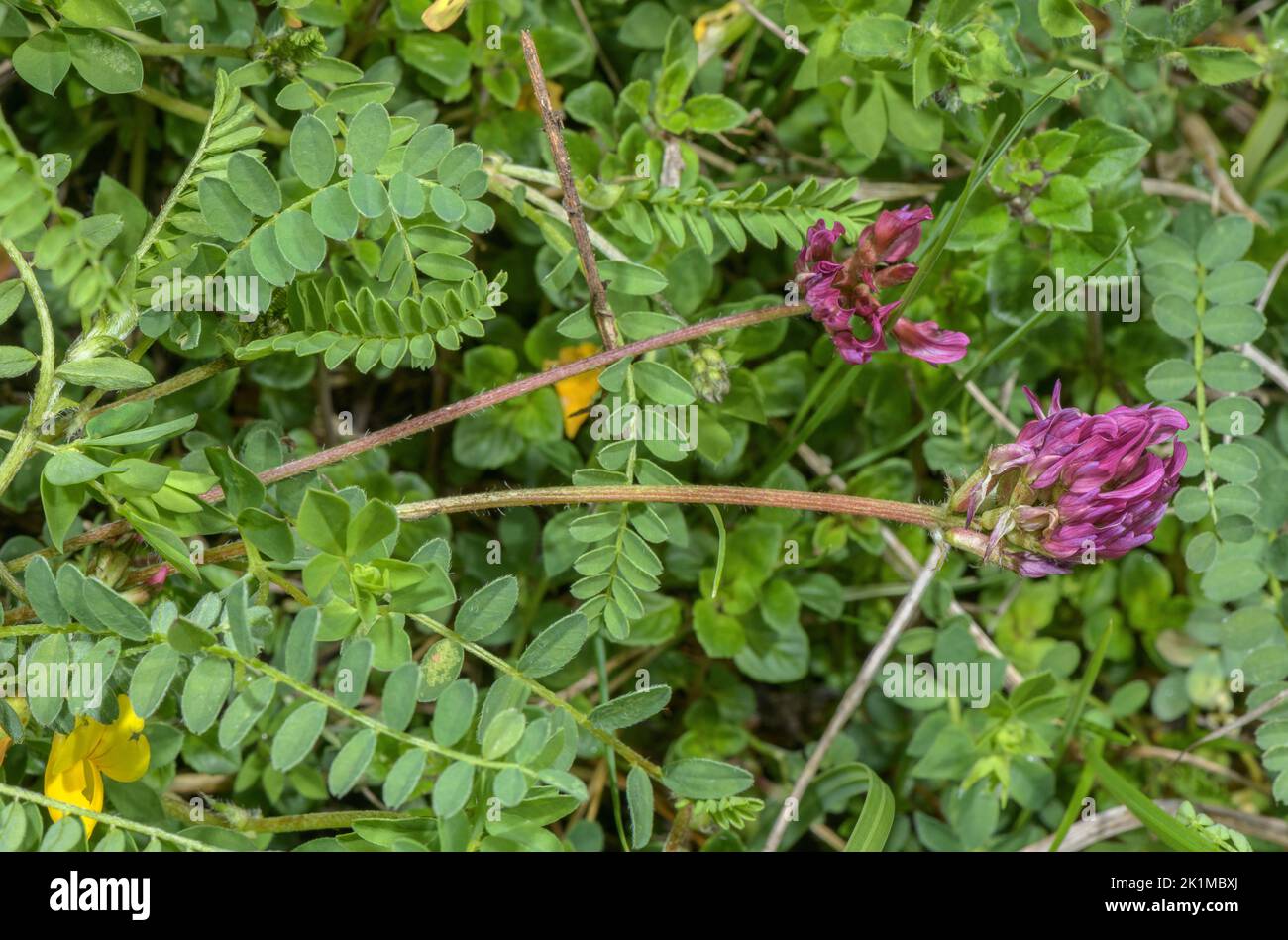 Purple Vetch, Astragalus hypoglottis (Astragalus purpureus,) in flower ...