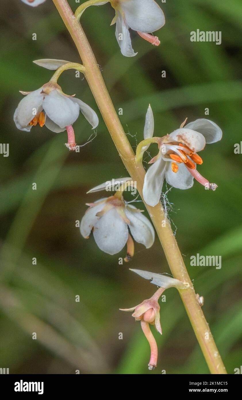 Round-leaved wintergreen, Pyrola rotundifolia, in flower Stock Photo ...