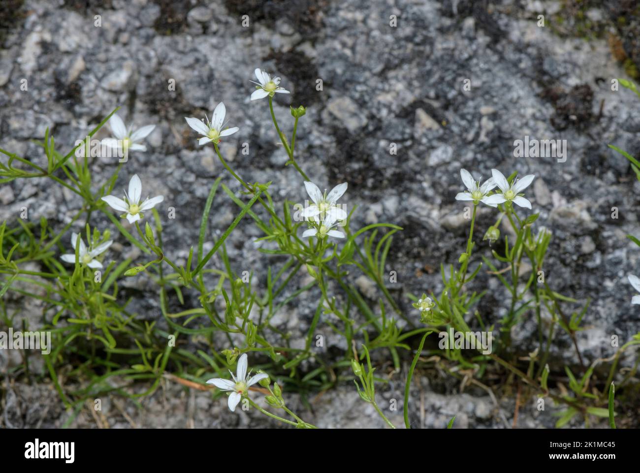 Mossy Sandwort, Moehringia muscosa, in flower on limestone ledge Stock ...