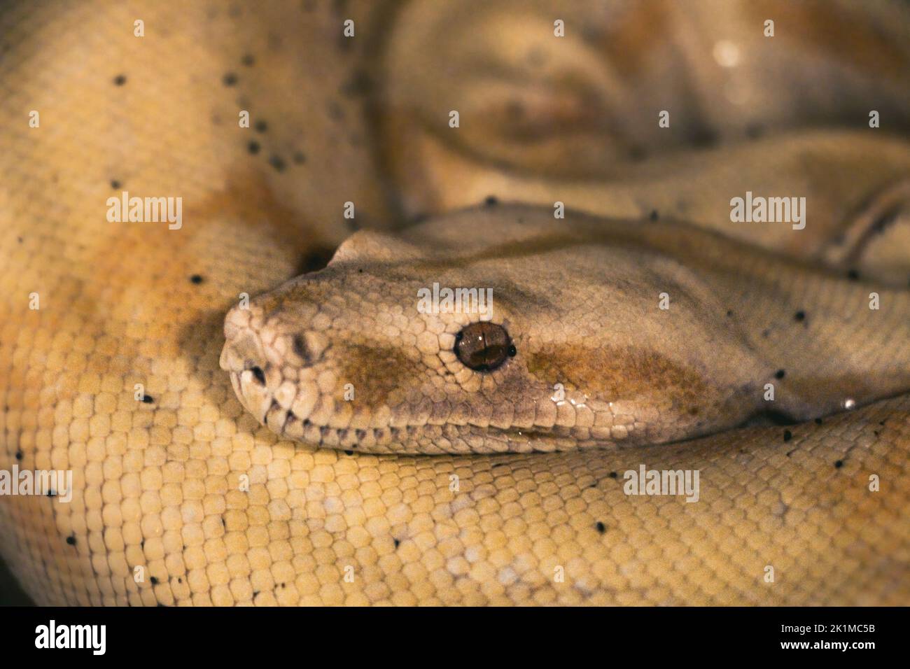 Snake wrapped around hi-res stock photography and images - Alamy