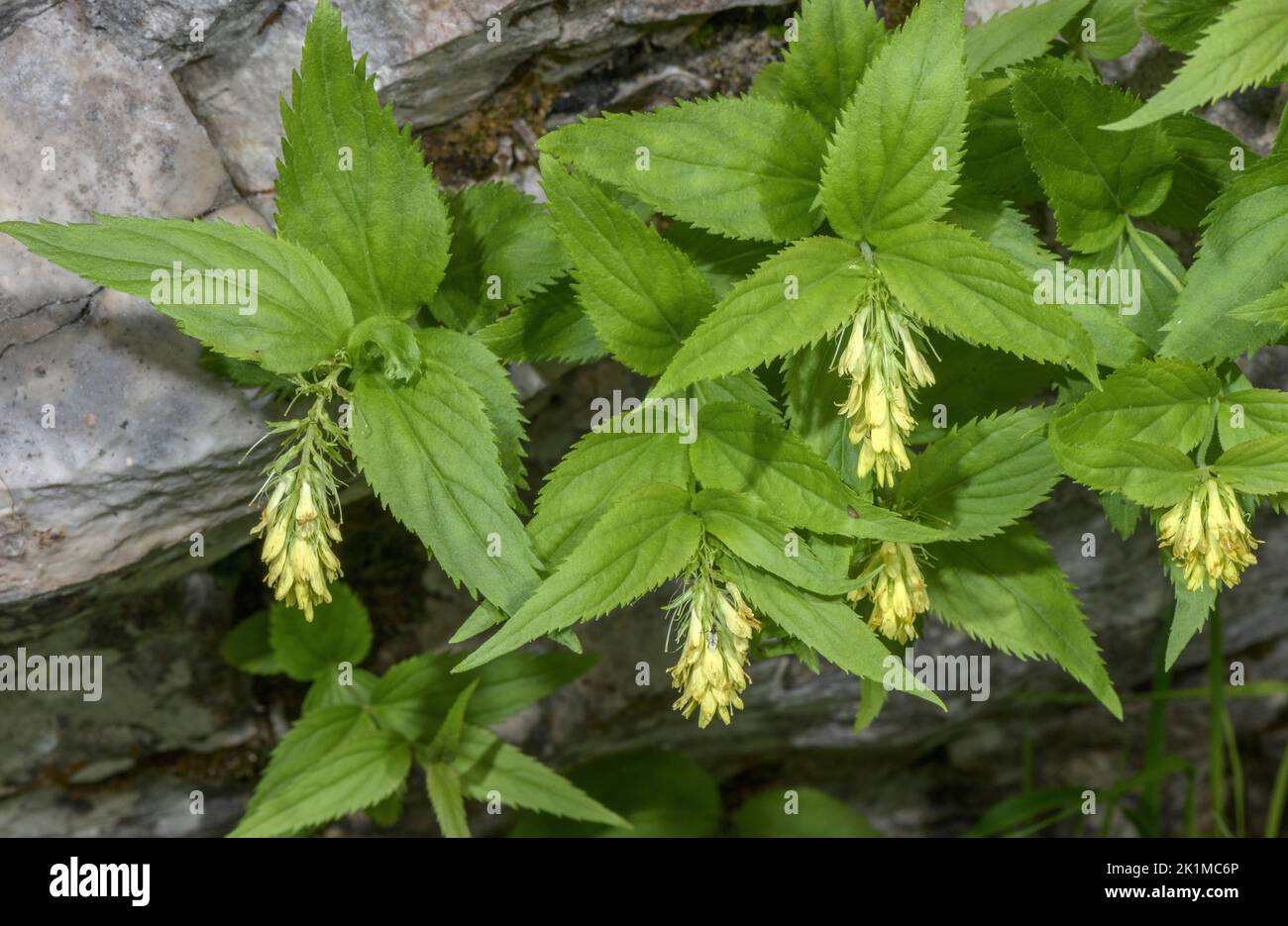 Yellow Veronica, Veronica lutea, in flower on rock ledge, Julian Alps ...